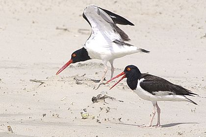 Projeto Felinos do Aguaí - Santa Catarina - Brasil